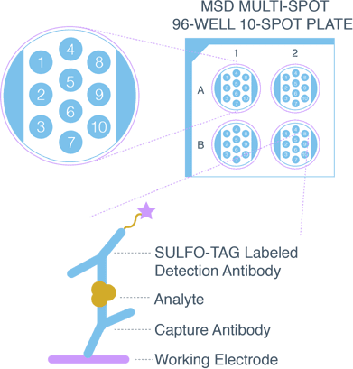 Meso Scale Discovery (MSD) Assay Services | Precision for Medicine